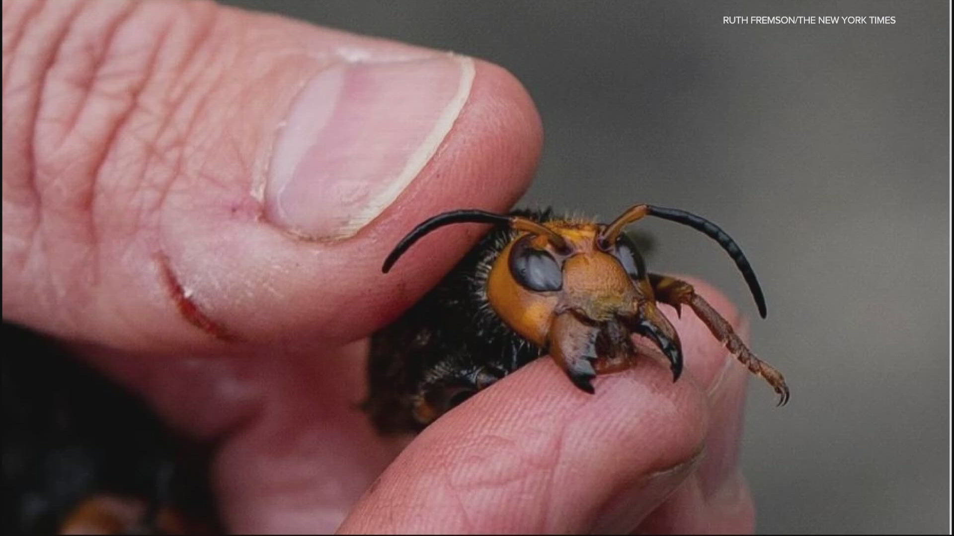 'Murder hornet' declared eradicated in the US, Canada after 5 years ...