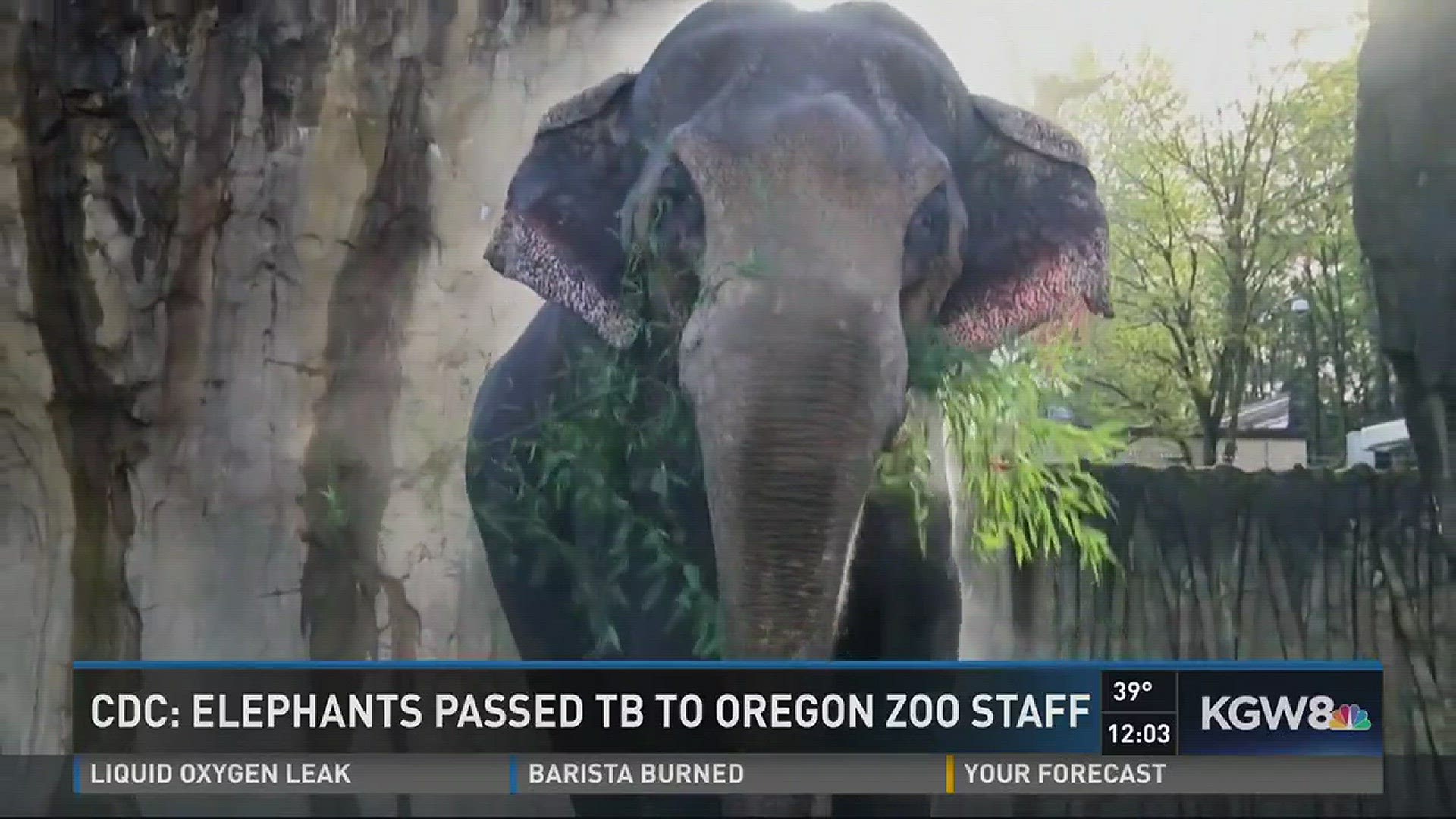CDC: Elephants passed tuberculosis to Oregon Zoo staff | wnep.com