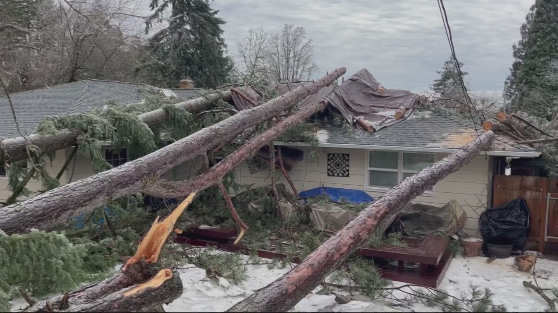 Trees damage house in Oregon after neighbors tried to remove them ...