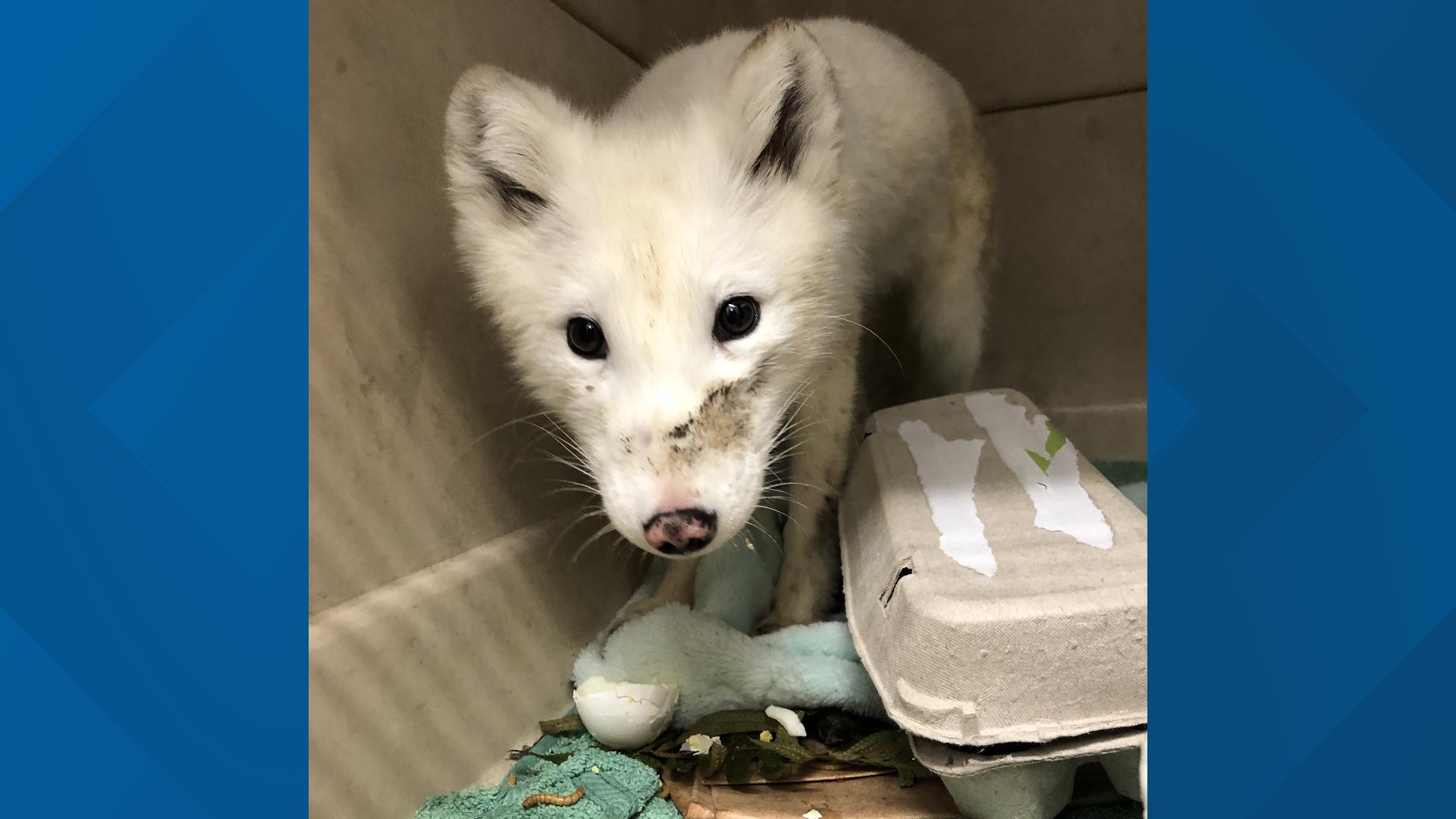 Arctic fox found in Portland taken to wildlife hospital | wthr.com