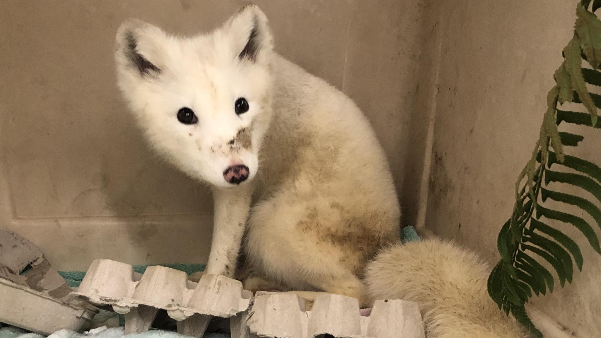 Arctic fox found in Portland taken to wildlife hospital | wthr.com