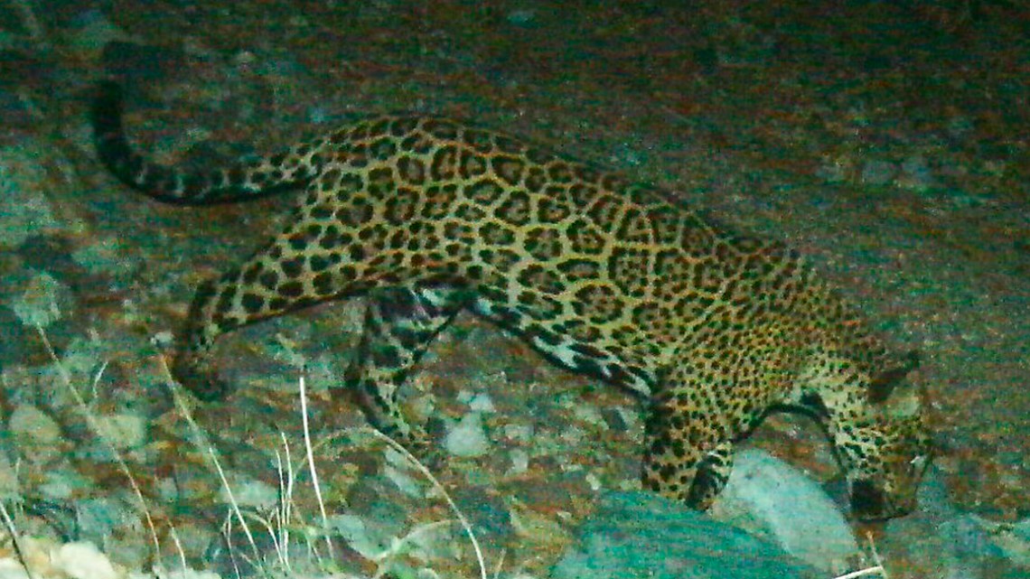 'El Jefe' the jaguar photographed in Mexico | 10tv.com