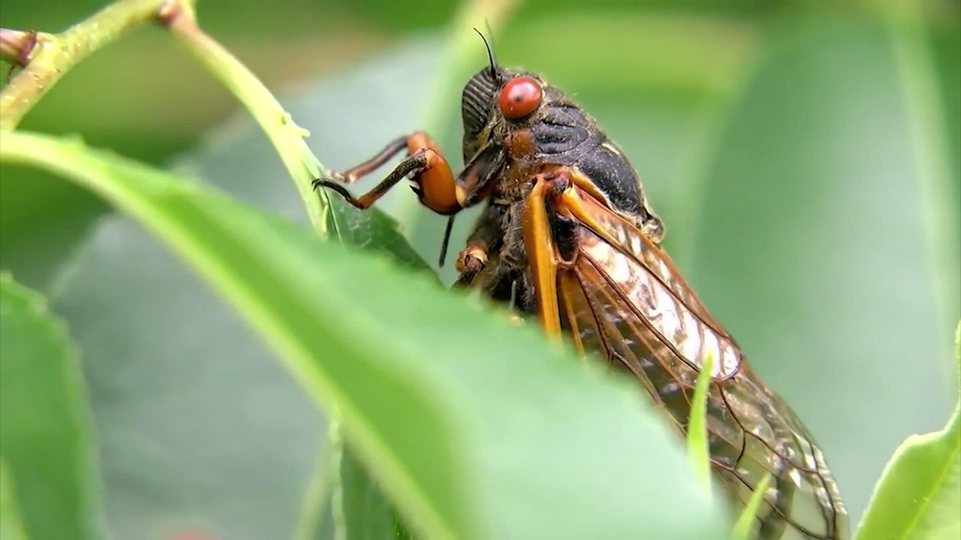Hyper-sexual 'zombie cicadas' expected to emerge this spring | fox43.com