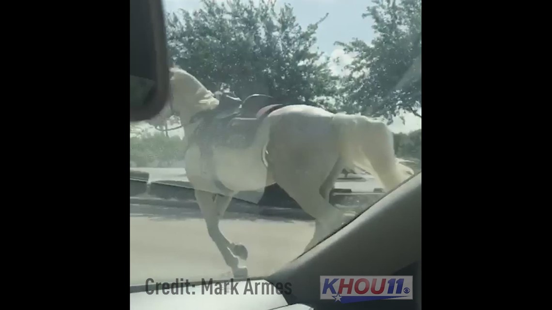 Horse makes a break for it in downtown Houston | 10tv.com