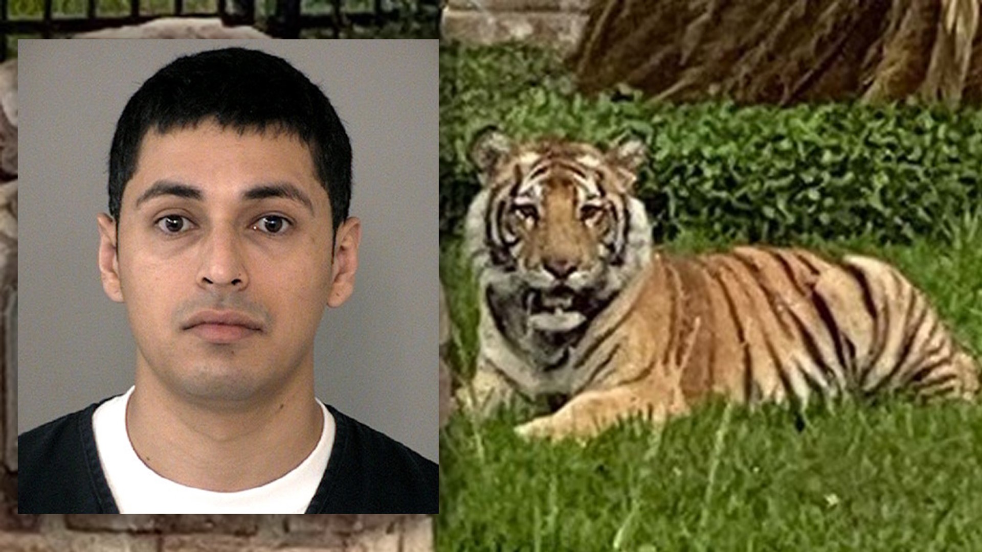 Tiger in Houston updates: Suspect remains in Fort Bend jail | fox61.com