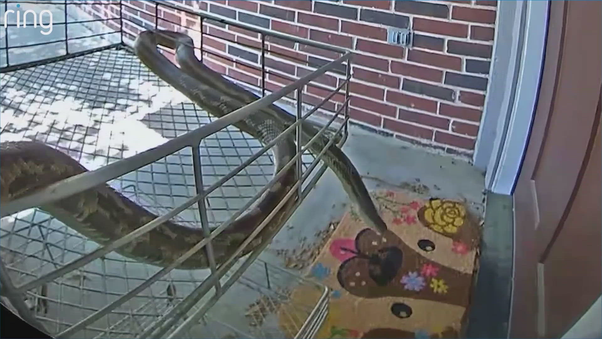 Texas rat snake seen live slithering all over Cypress resident's front ...