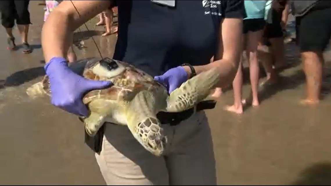 Green sea turtles released back into the wild in Texas | fox61.com