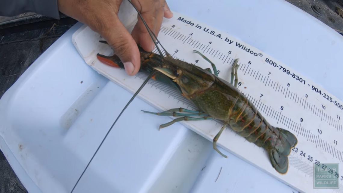 Scientists monitor invasive Australian crayfish threat in Texas | wqad.com