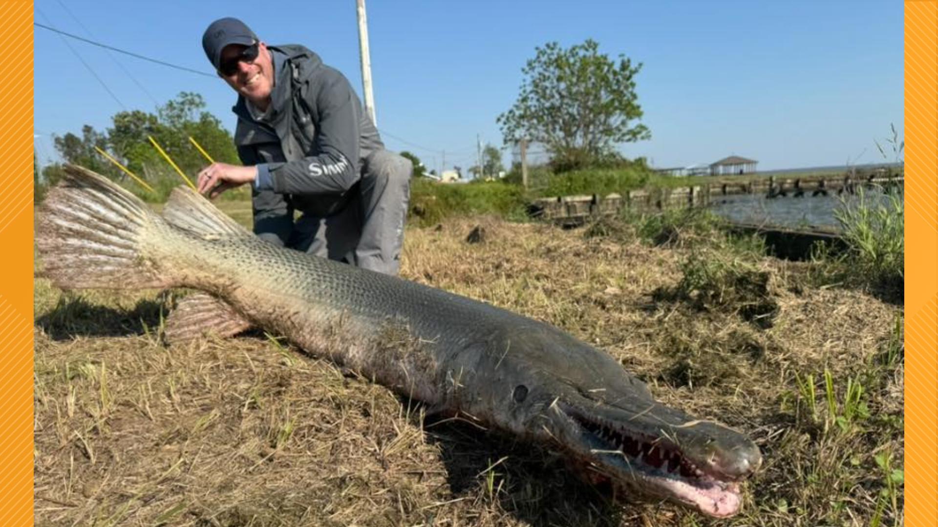 Man catches 153-pound alligator gar on Lake Livingston | 10tv.com