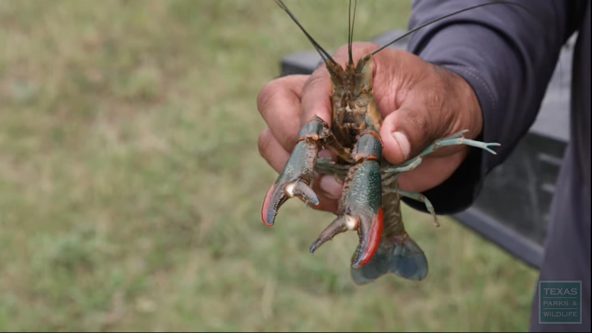 Scientists monitor invasive Australian crayfish threat in Texas | wqad.com