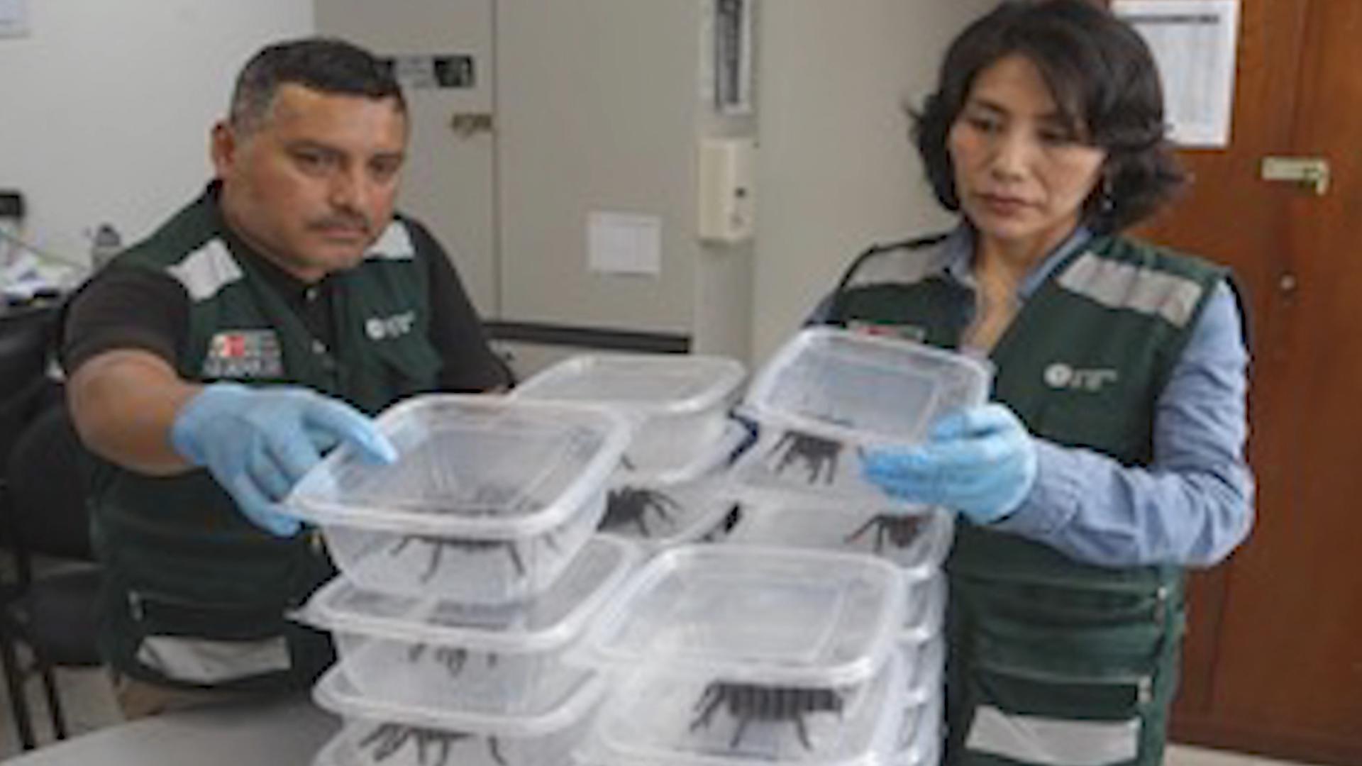 Man caught smuggling tarantulas out of Peru | fox43.com