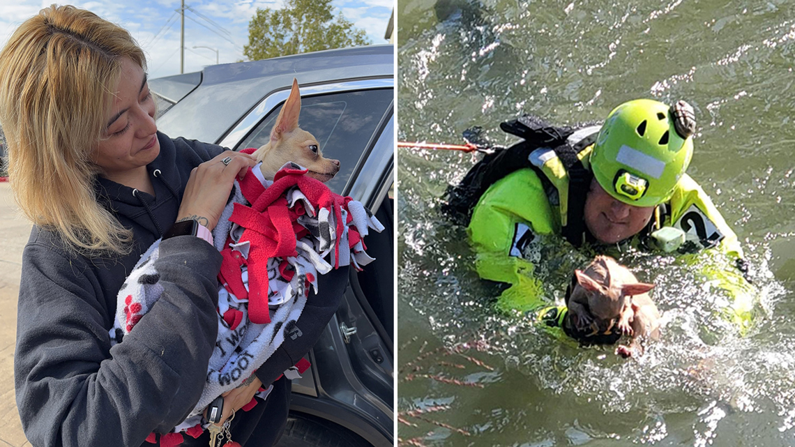 Dog found in Houston bayou reunited with owner | wthr.com