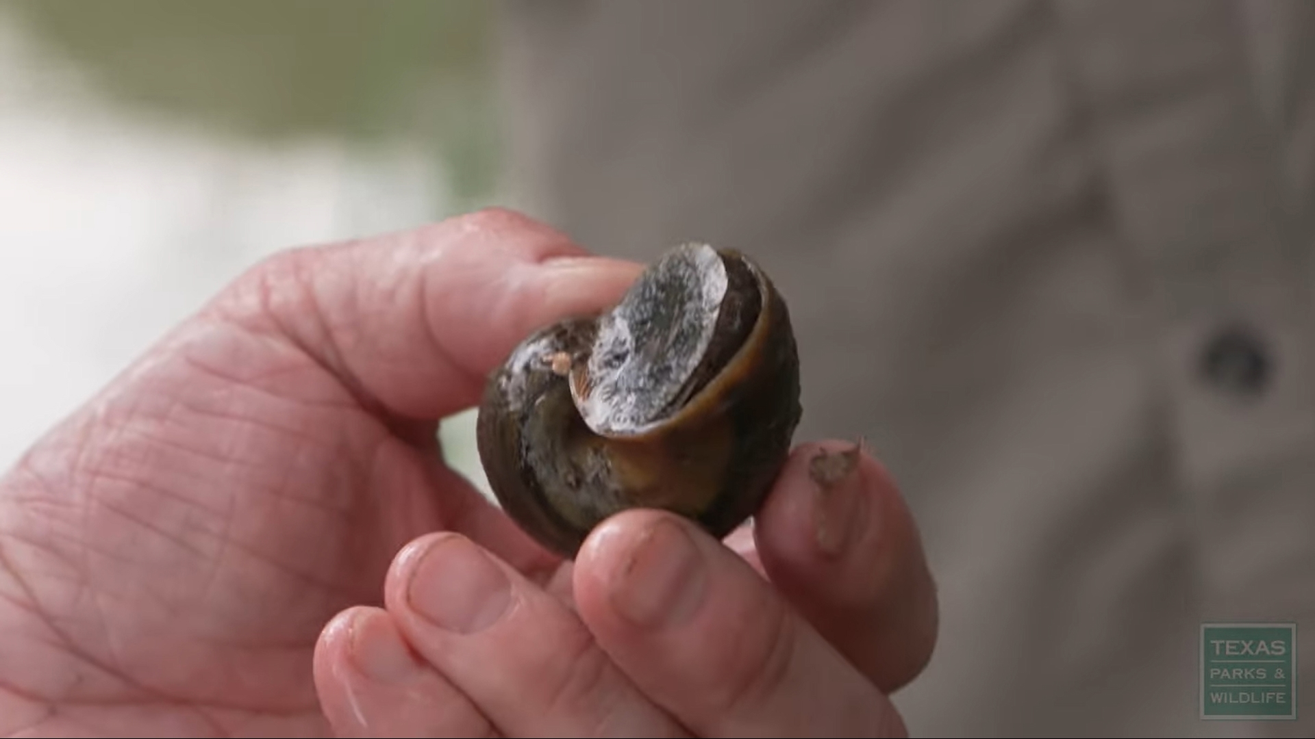 Scientists monitor invasive Australian crayfish threat in Texas | wqad.com