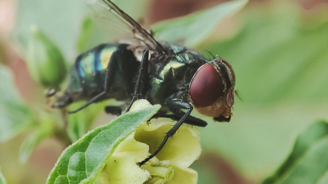 Bill aims to stop screwworms threatening U.S. livestock industry | wthr.com