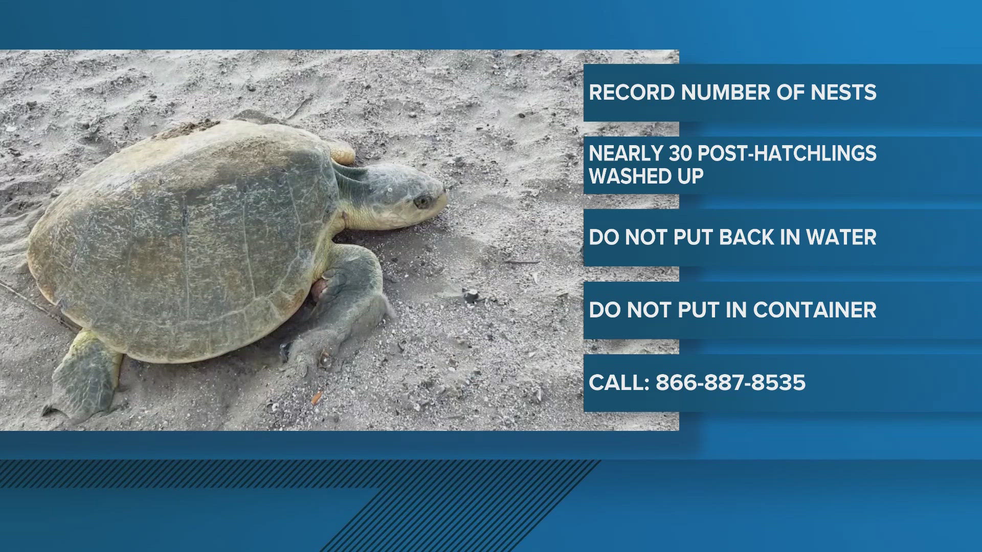 Record surge in stranded Kemp's ridley turtles in Texas | wthr.com