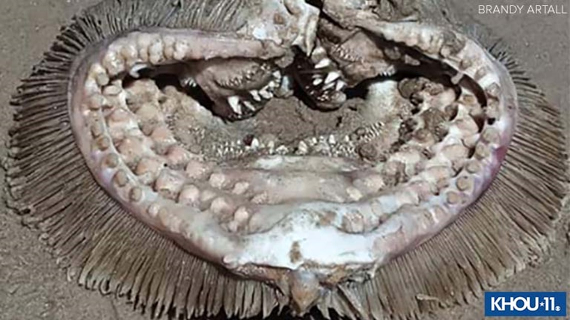 Mysterious sea creature found on Texas beach ID'd | 10tv.com