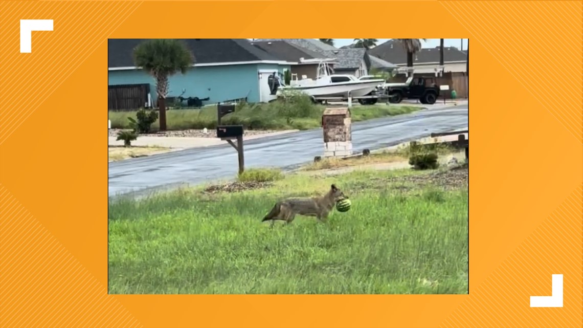 Texas coyotes caught stealing watermelons on camera | 10tv.com