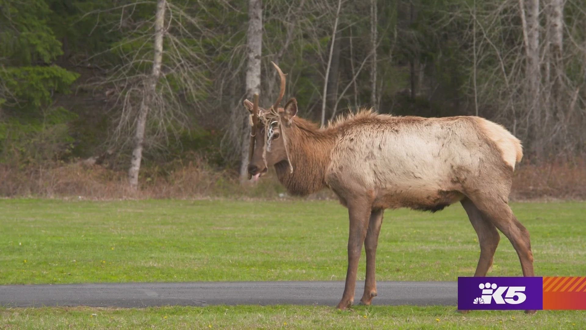 Packwood waits for elk with hammock on head to drop antlers | fox43.com