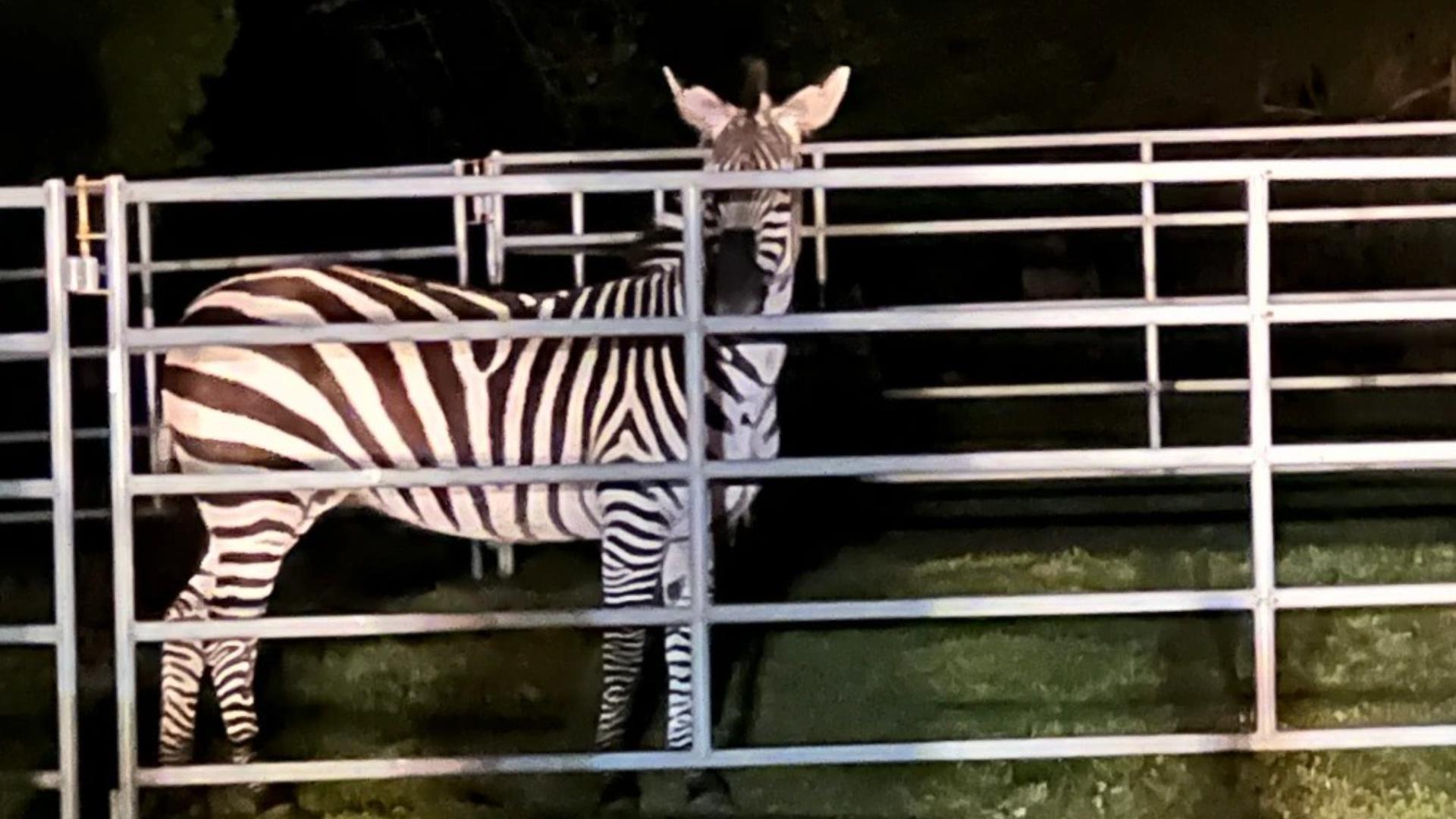 Missing zebra safely captured in North Bend | wqad.com