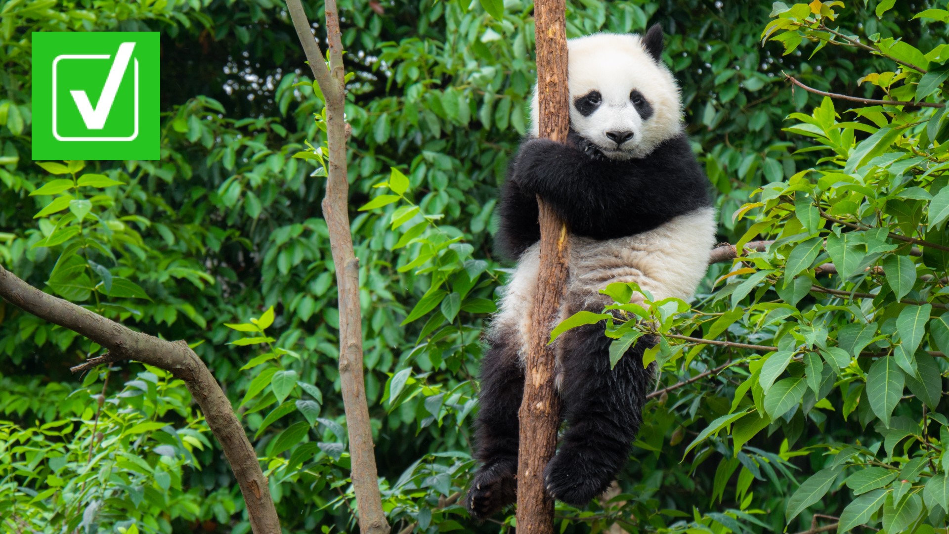 Wild giant pandas can survive without human protection | verifythis.com