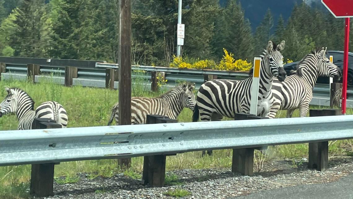 3 zebras captured, 1 loose after escaping trailer in North Bend near I-90 | wqad.com