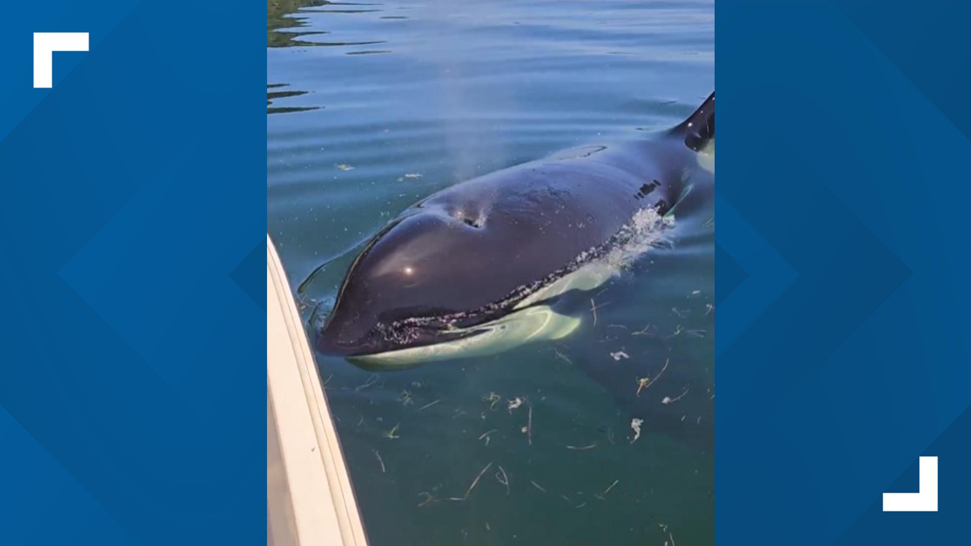 Orca surfaces, spouts near crabbing boat on Hood Canal | wqad.com