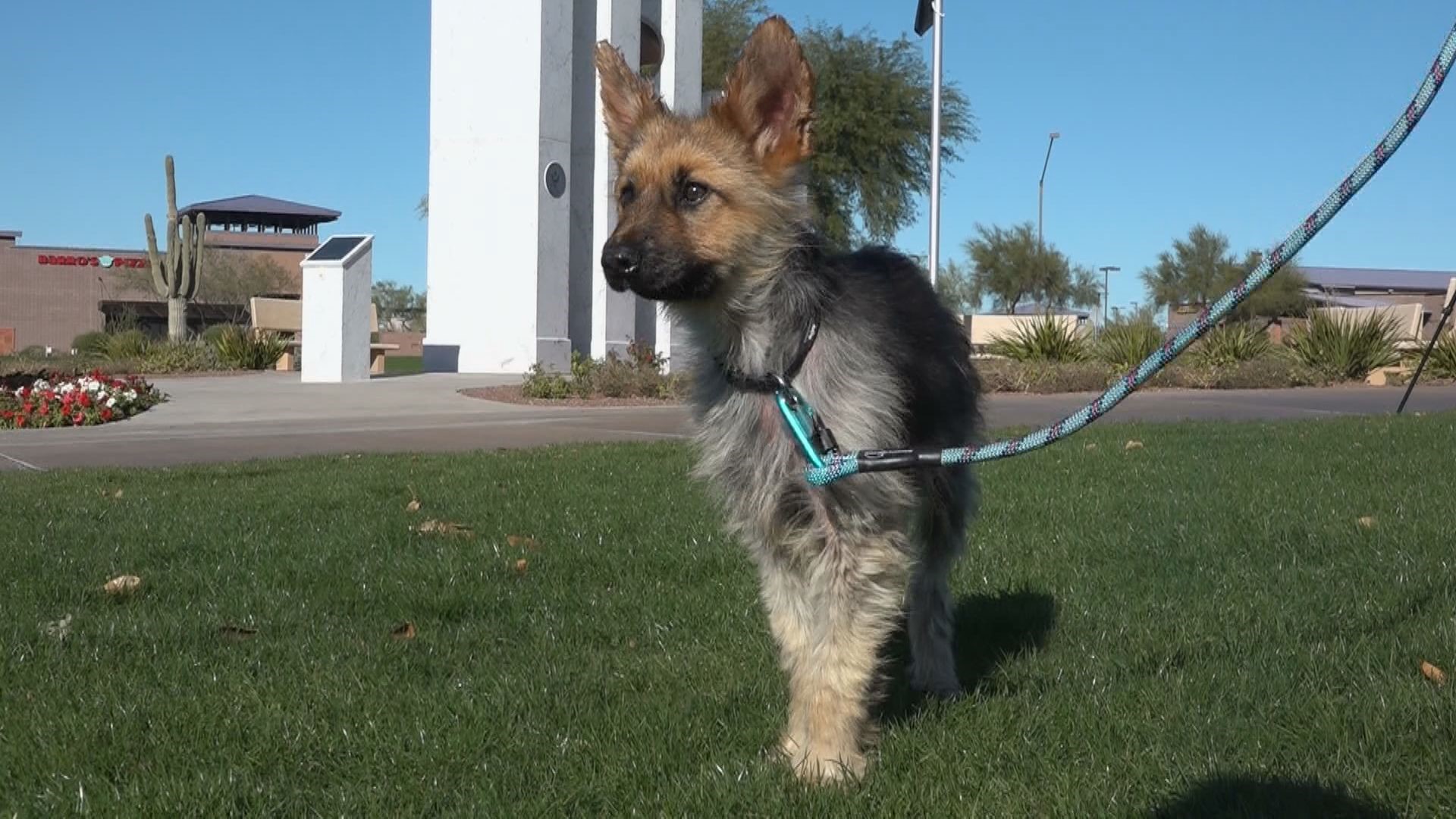 Arizona dog with dwarfism, Ranger, dies | wthr.com