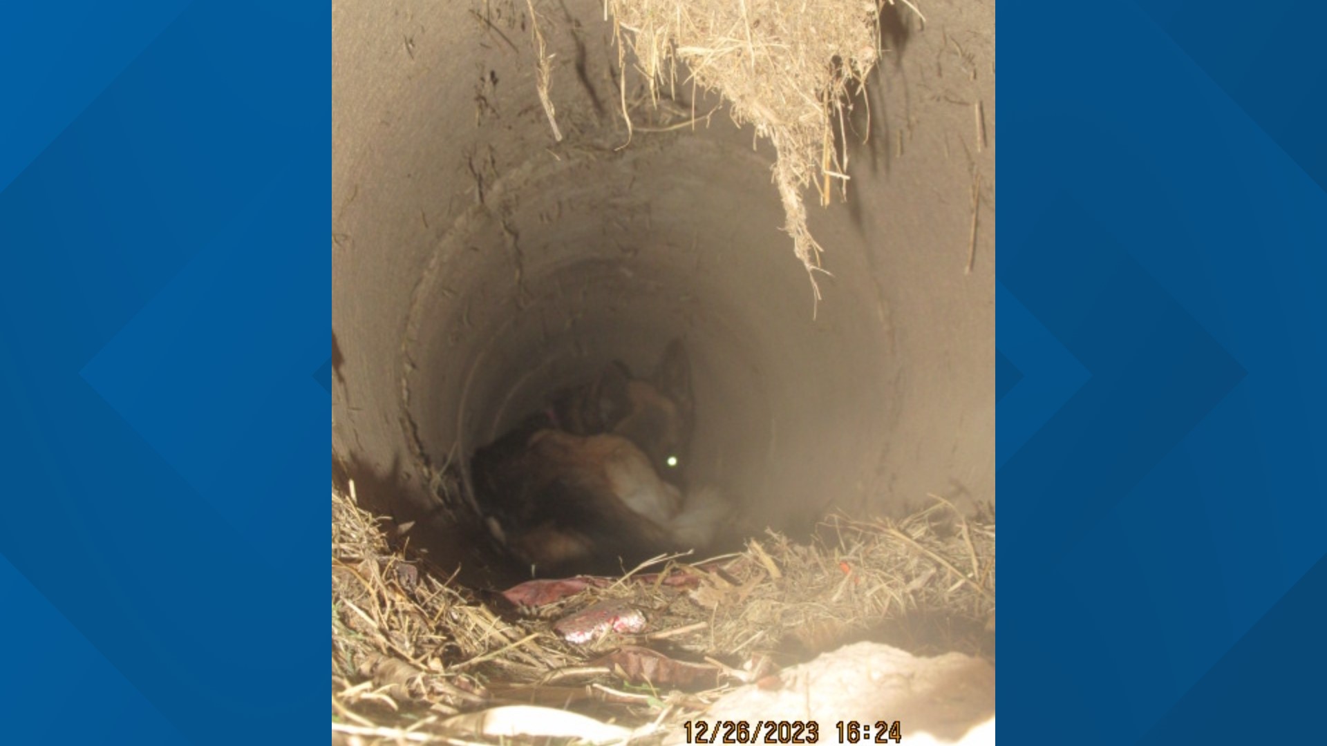 Valley dog found stuck in drain, hog-tied up for adoption | fox43.com