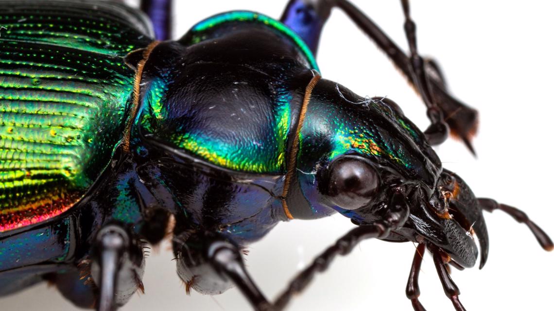 Arizona's Fiery Searcher beetle looks better than it smells | fox43.com