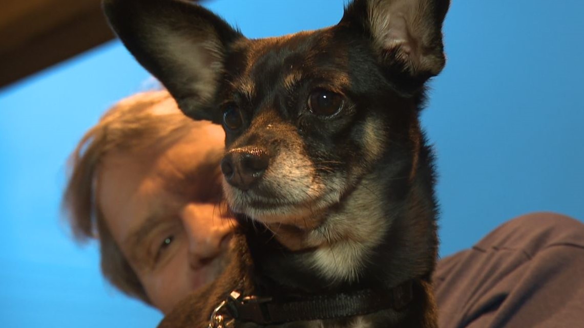 Service dog reunited with owner | 5newsonline.com