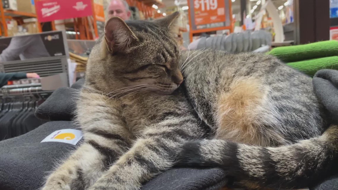 Cat takes up residence at Home Depot | 5newsonline.com