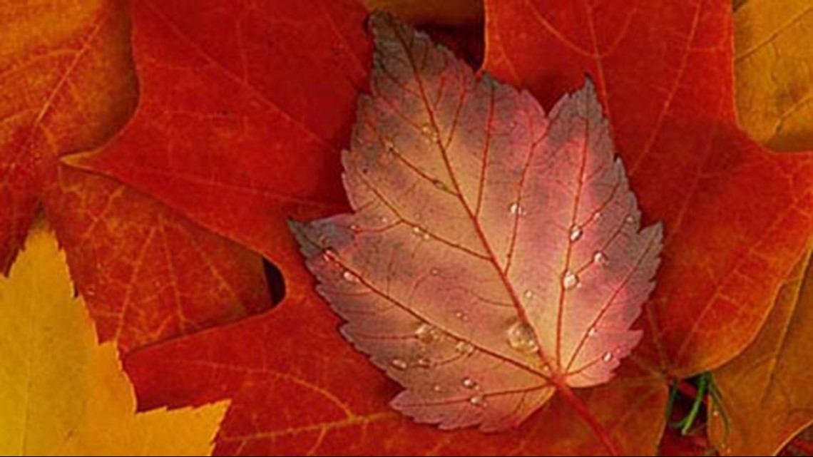 WEATHER LAB | How weather influences fall foliage | weareiowa.com