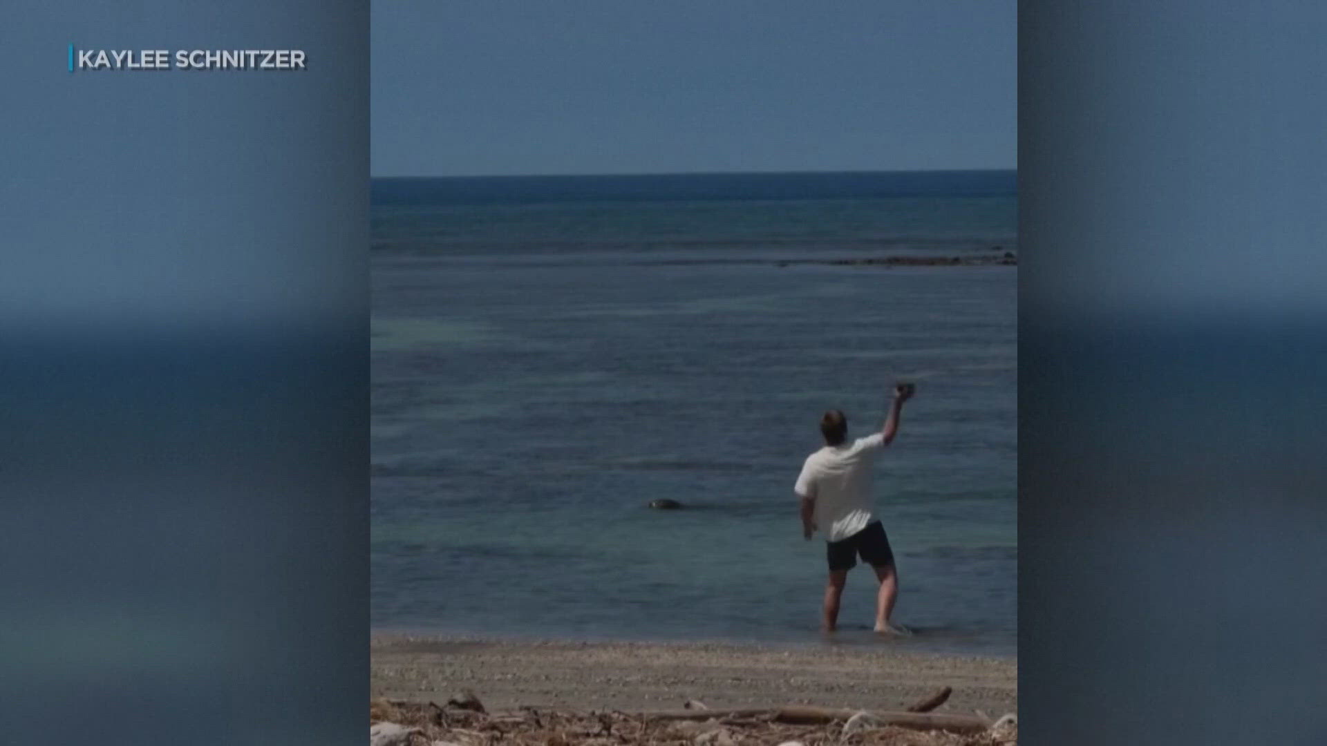 Man arrested after video shows a rock hurled at an endangered Hawaiian ...