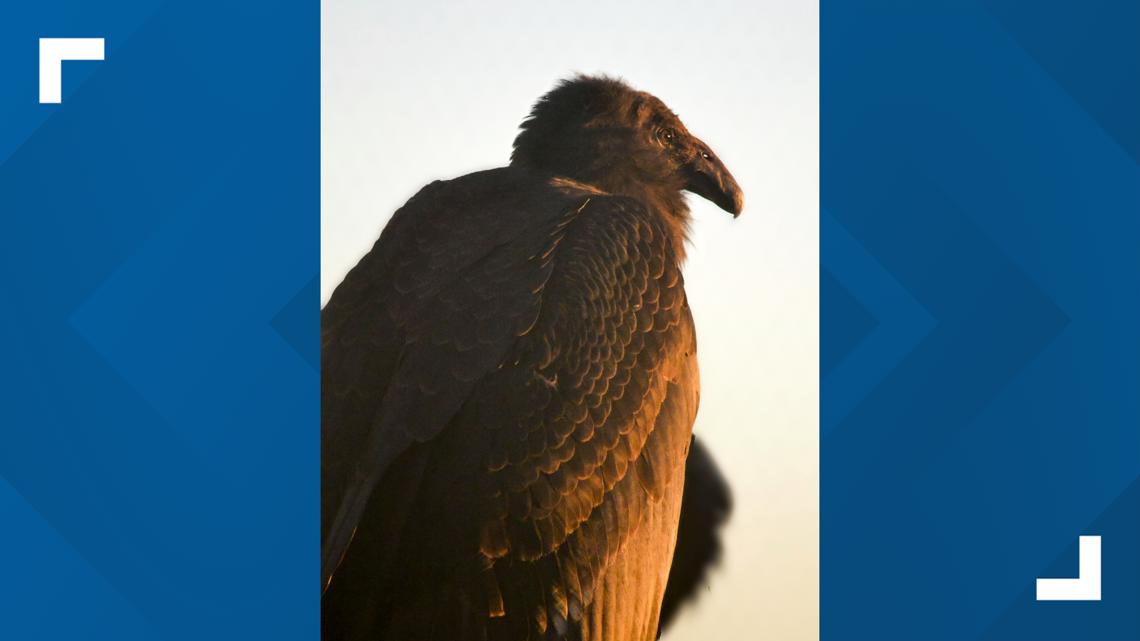 A rare condor hatched and raised in captivity to be released | wqad.com