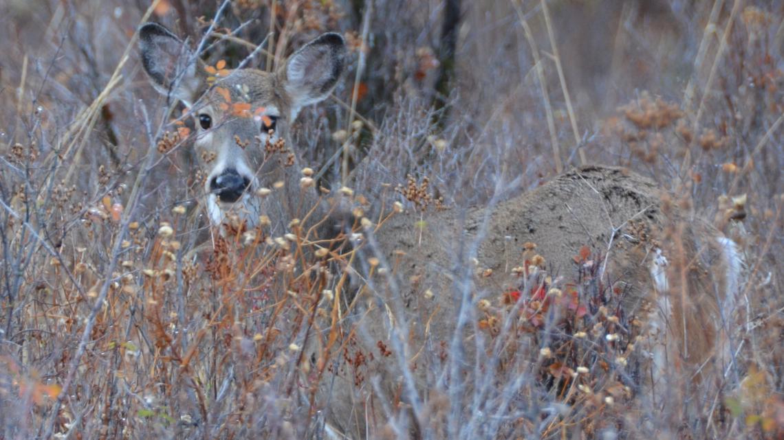 Chronic Wasting Disease Updates: What Alabama hunters need to know ...