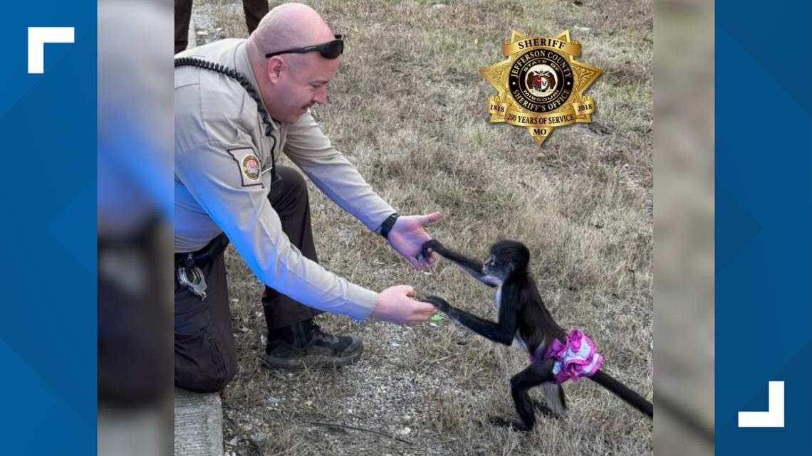 Jefferson County deputies rescue monkey in pink tutu | wqad.com