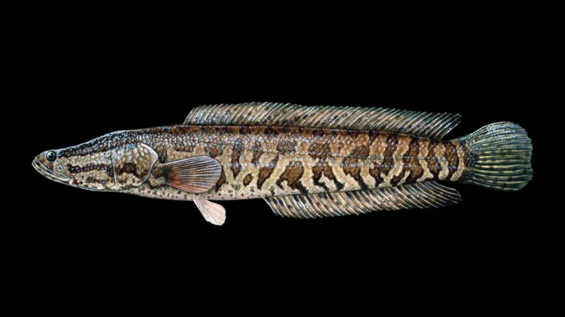 Kill this invasive fish if caught in Missouri, conservationists warn ...