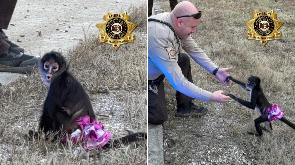 Jefferson County deputies rescue monkey in pink tutu | wqad.com