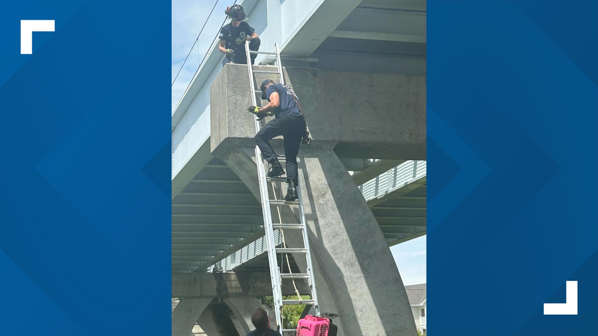 Kitten rescued from ledge of Illinois railway overpass | wqad.com