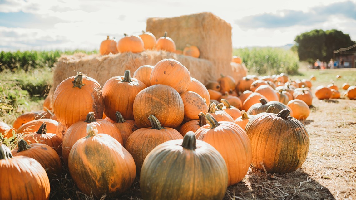 Pumpkin Patches and Fall Fun in the Tennessee Valley | rocketcitynow.com
