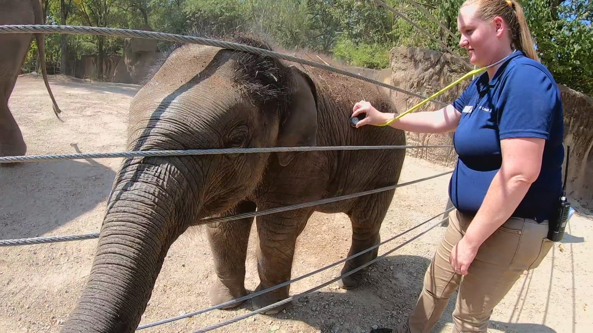 Jet the baby elephant turns 10 months: here's how he's growing up ...