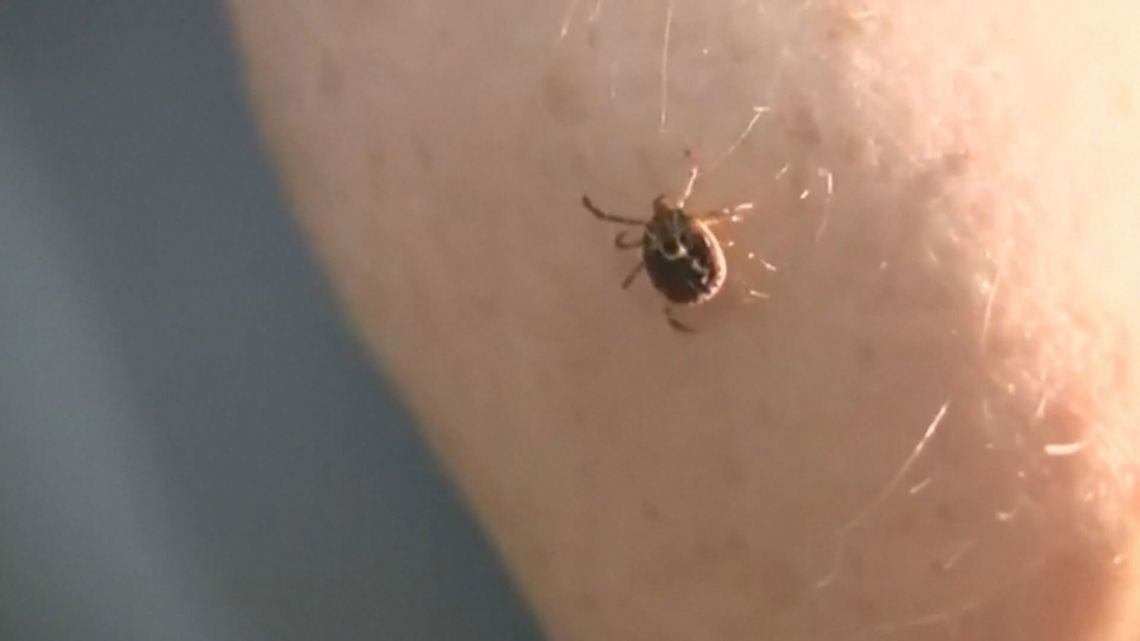 Ticks in Missouri to boom as weather warms up | wqad.com