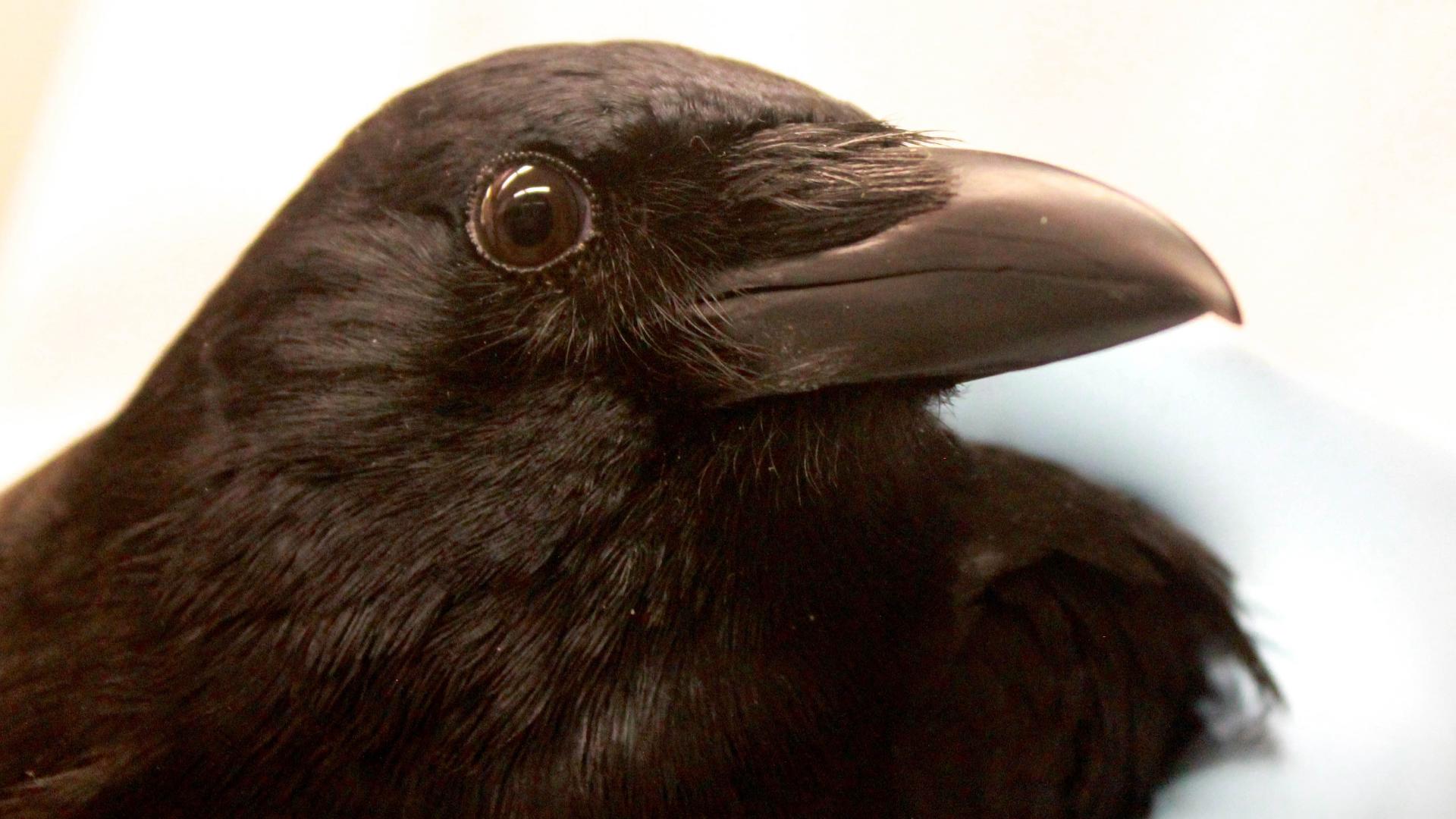 Illinois' forgotten 'Crow War' bombs were a conservation failure | wqad.com