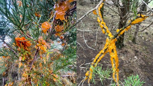 Orange goo will soon infect and drip from Missouri's trees ...