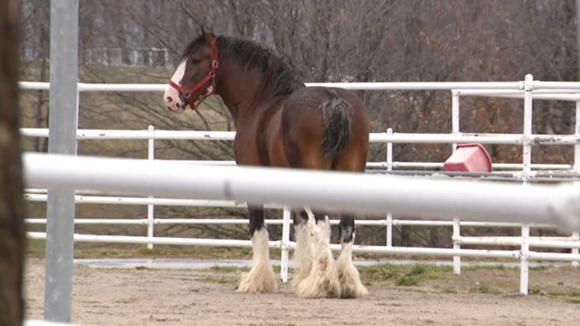 Budweiser Clydesdales' tails will no longer be shortened | wthr.com
