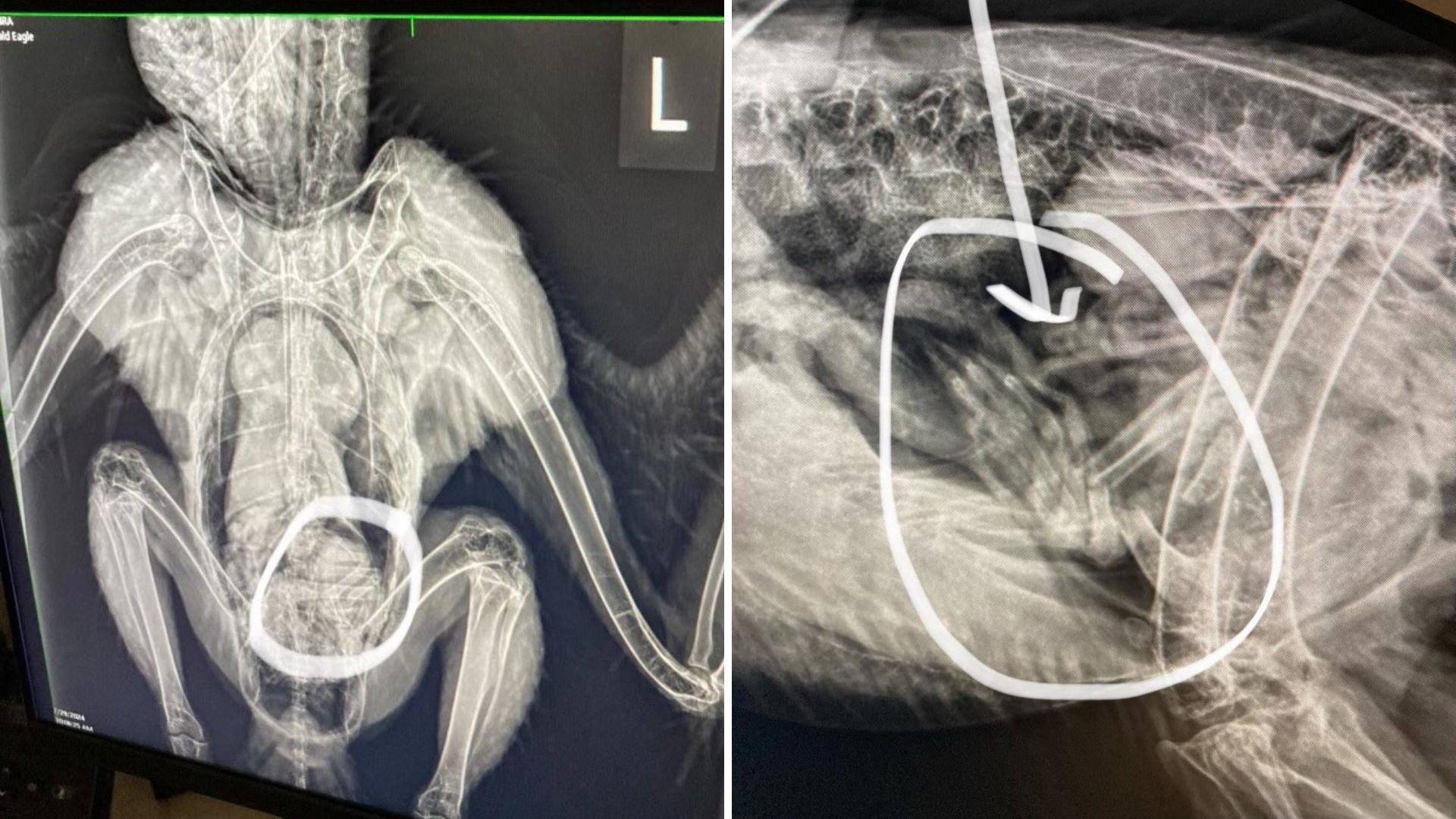 Eagle deemed 'too fat to fly' after being captured in Missouri | wqad.com