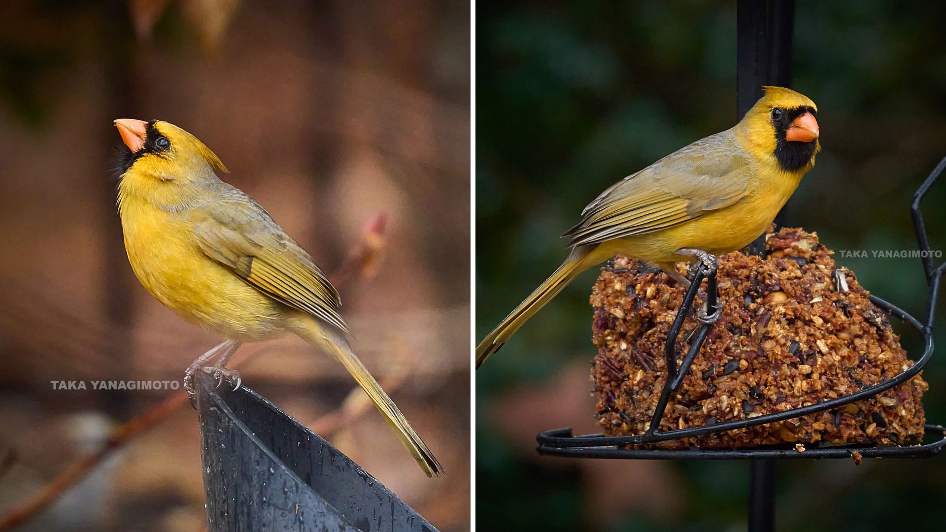 Rare 'yellow' cardinal captured by St. Louis Cardinals photographer ...