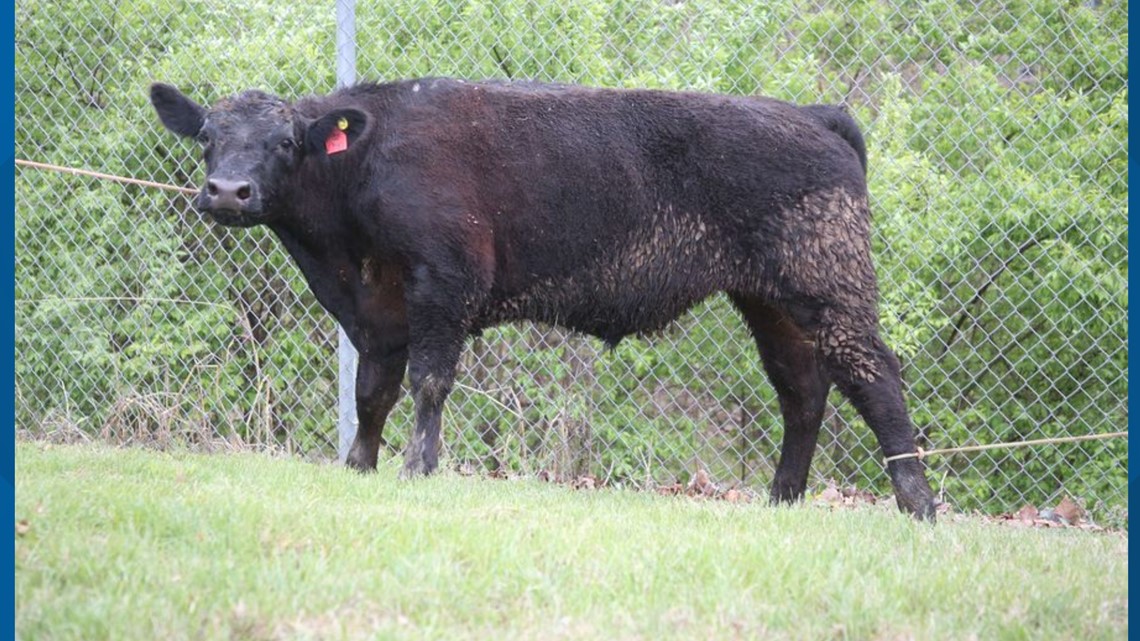 Multiple cows died, another on the loose after truck crash | wqad.com