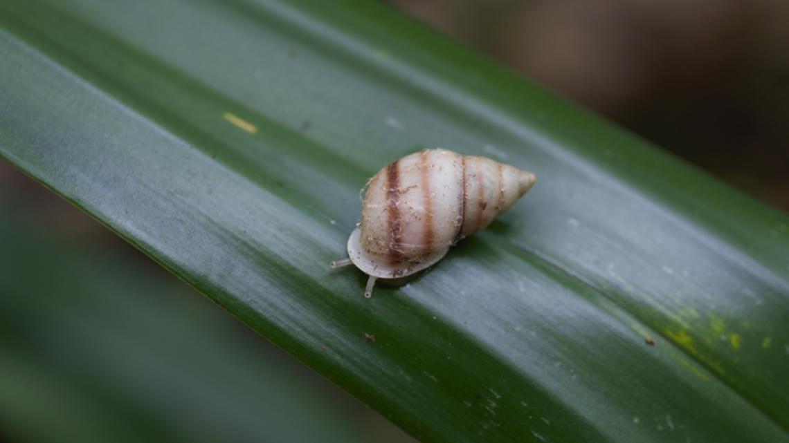 Very tiny snail the first to come back from extinction, Zoo says | wthr.com