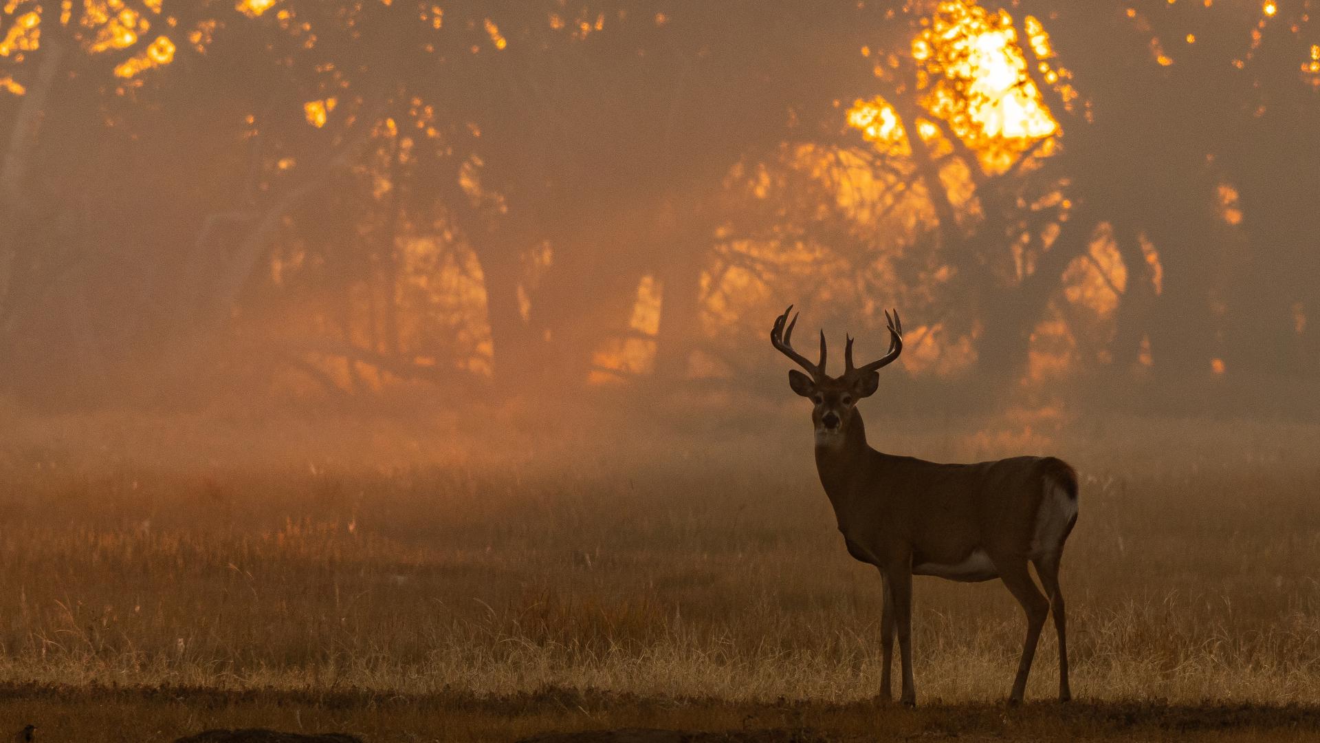 Out-of-state deer hunters face significant Missouri rule changes ...